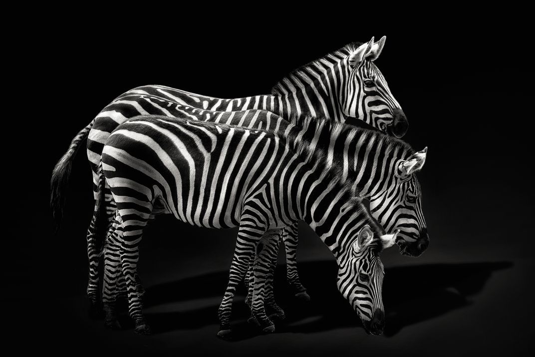 Tricephalous | Smithsonian Photo Contest | Smithsonian Magazine