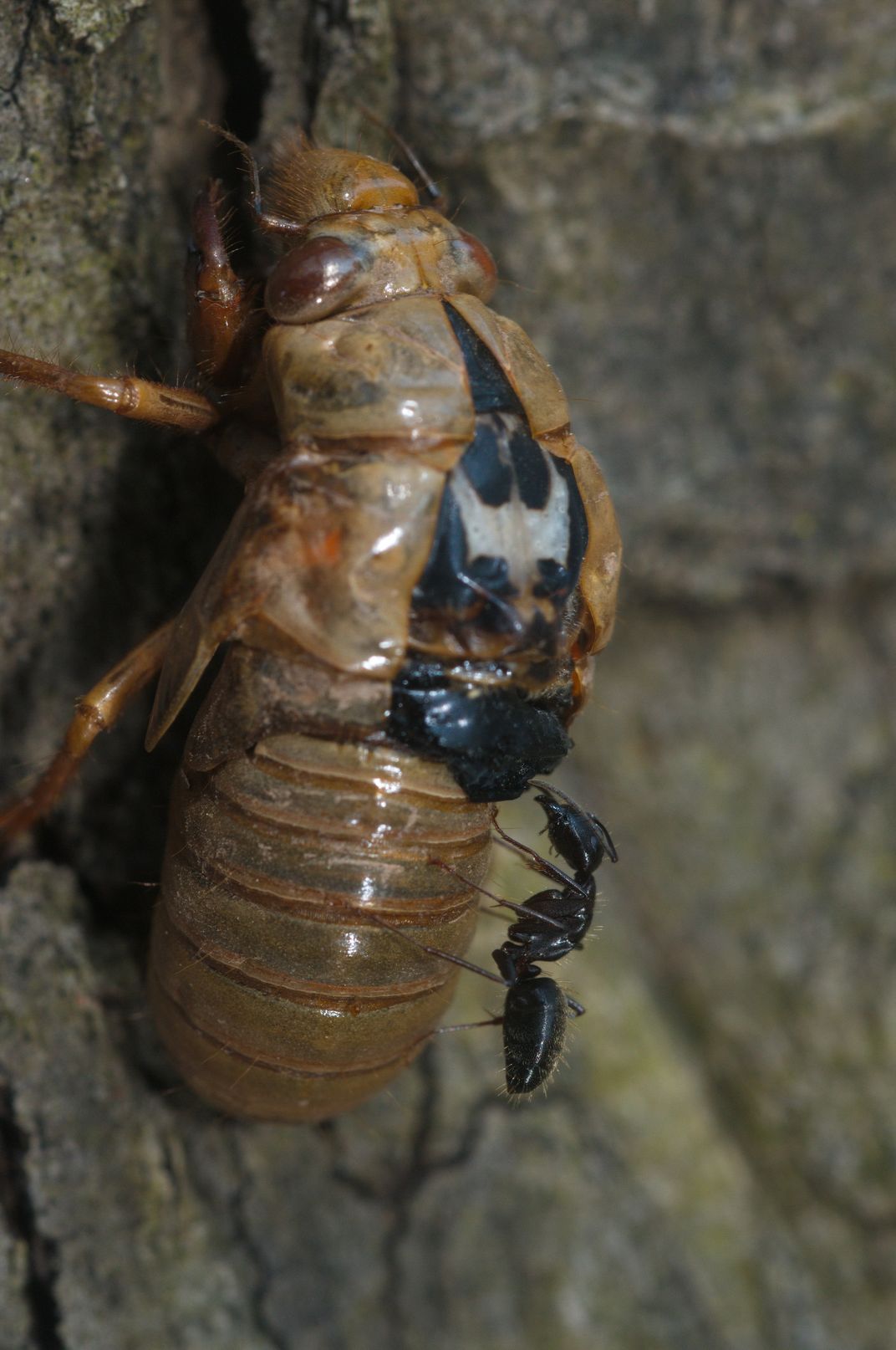 An emerging cicada (Magicicada septendecim Brood II) with an ant either ...