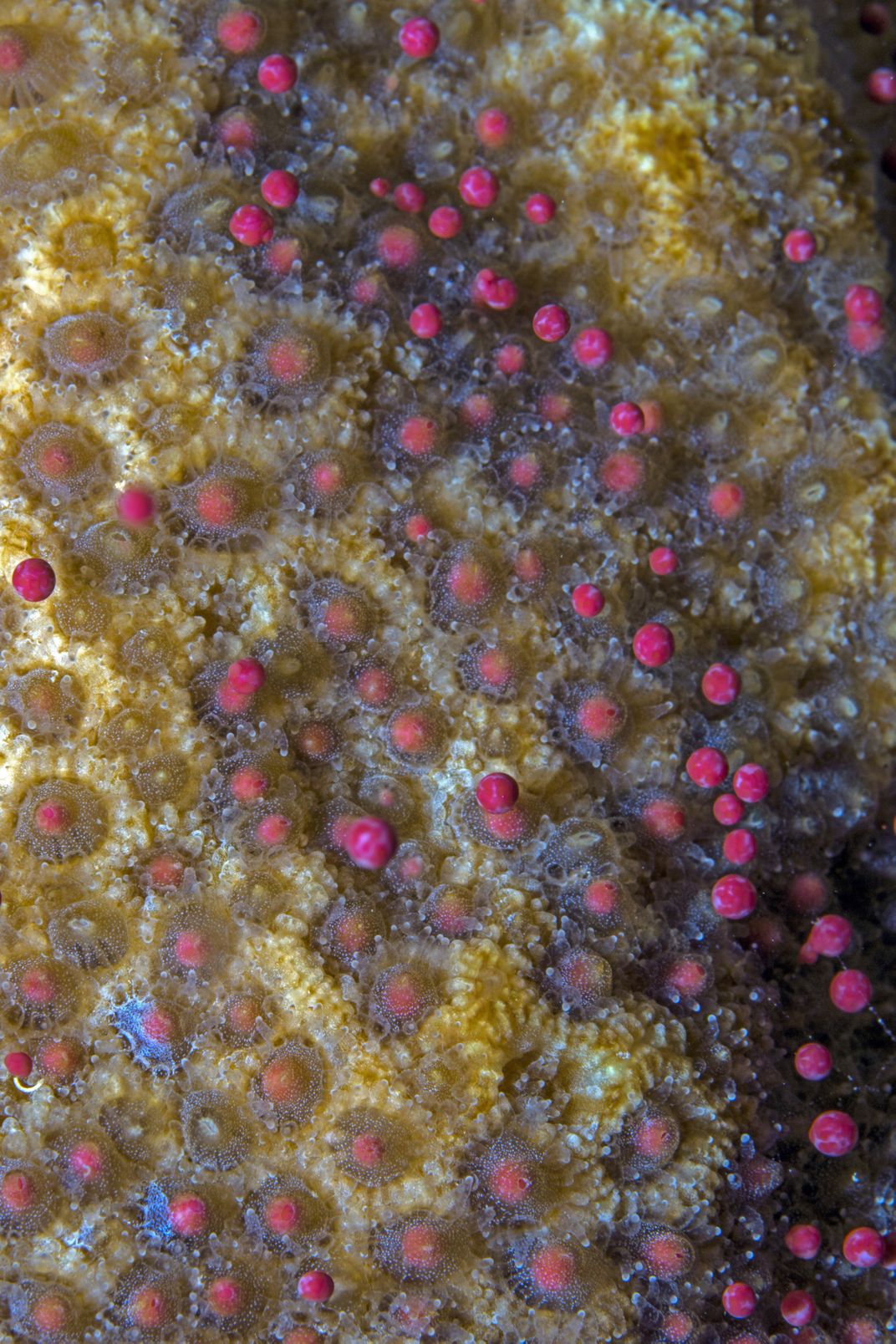 Coral spawning | Smithsonian Photo Contest | Smithsonian Magazine