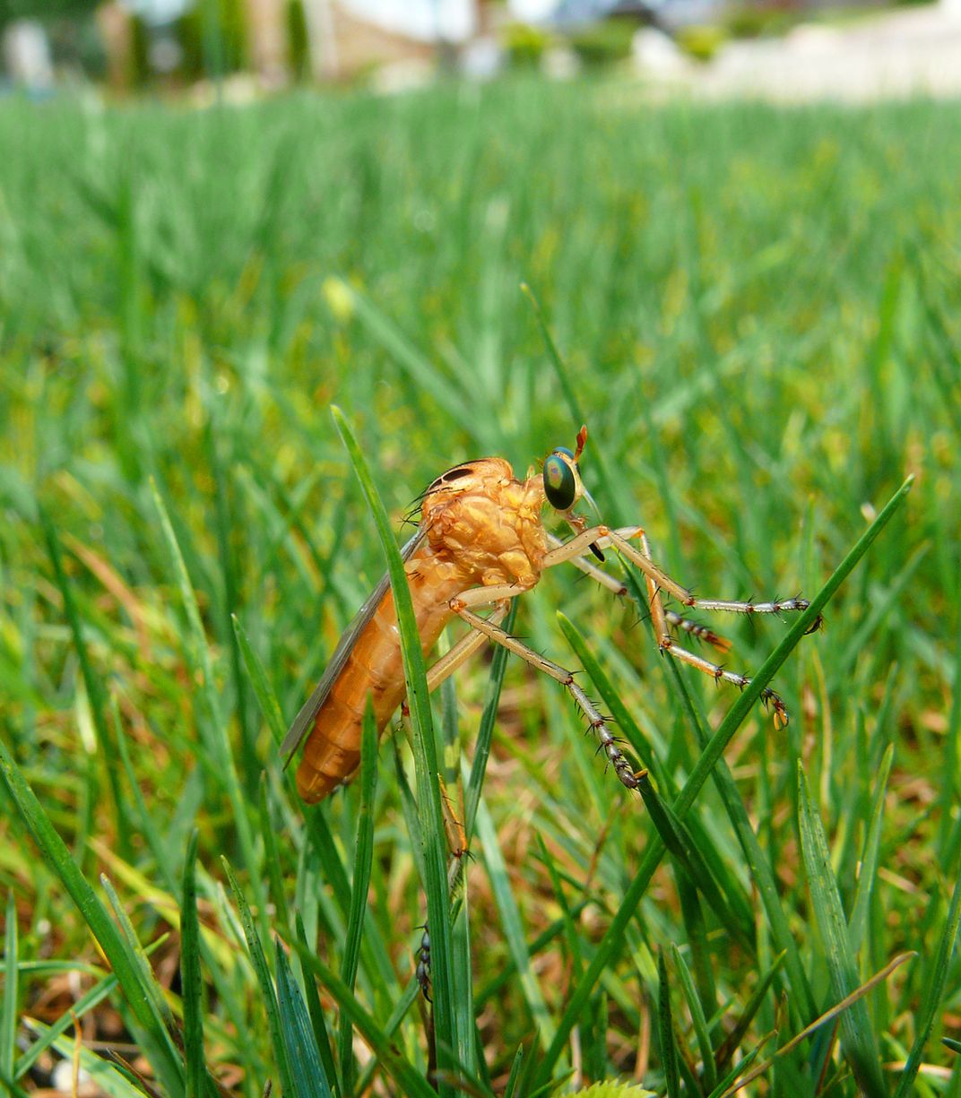 insect | Smithsonian Photo Contest | Smithsonian Magazine