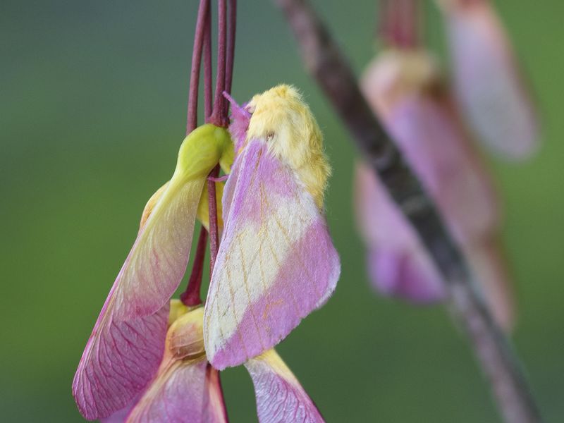 Rosy Maple Moth, on Red Maple fruit | Smithsonian Photo Contest ...