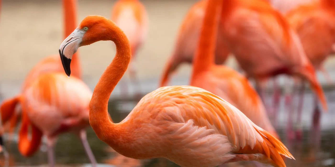 How Do Birds Handle the Heat? | Smithsonian Voices | National Zoo and ...