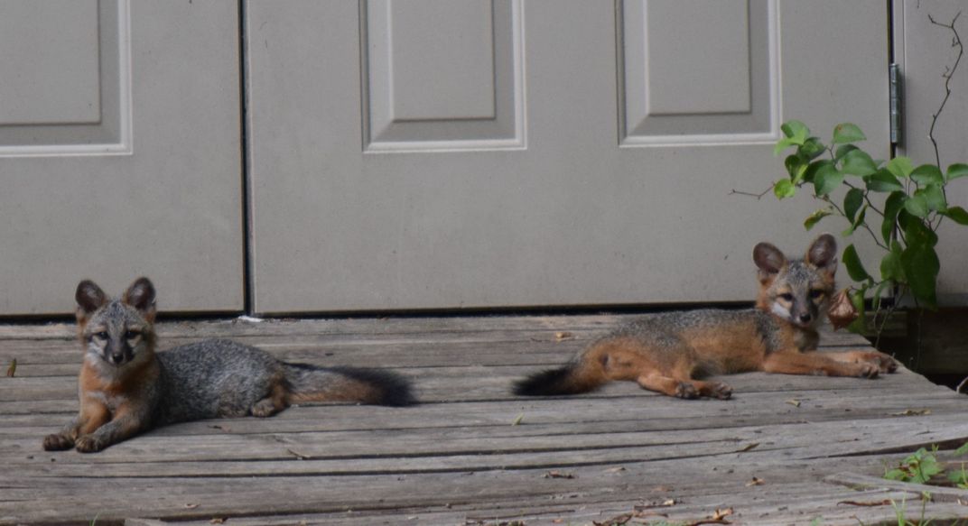 Red Fox Kits - Stem NC | Smithsonian Photo Contest | Smithsonian Magazine
