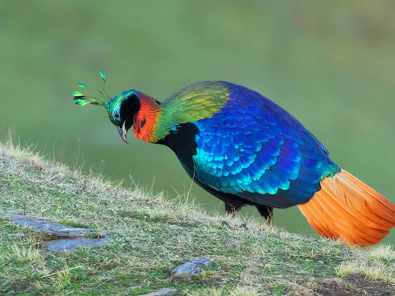 Himalayan Monal | Smithsonian Photo Contest | Smithsonian Magazine