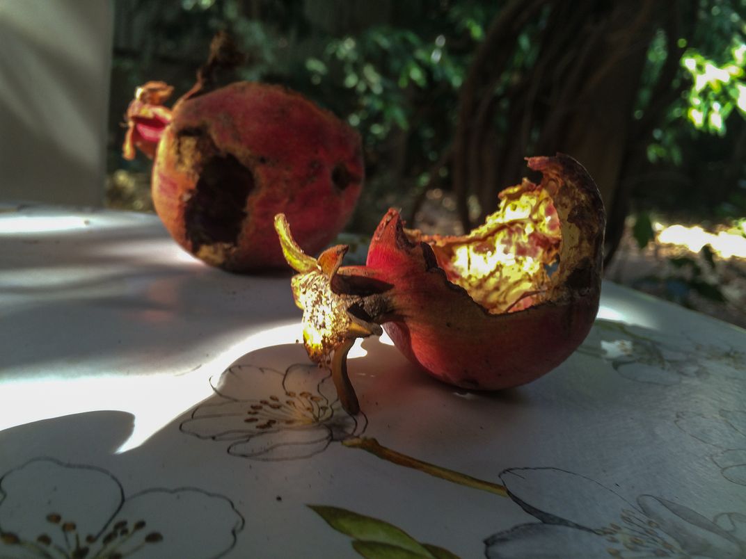 Pomegranates in the light | Smithsonian Photo Contest | Smithsonian ...