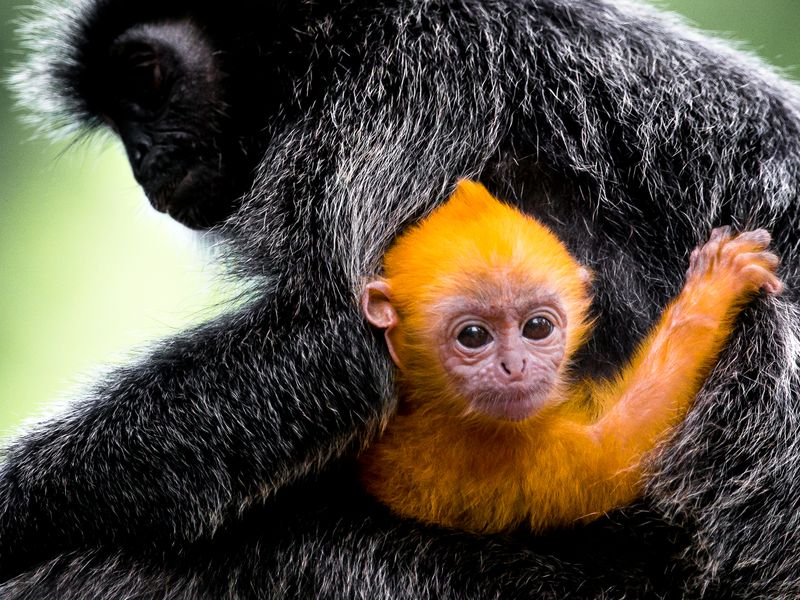 Silvery Lutung Baby | Smithsonian Photo Contest | Smithsonian Magazine