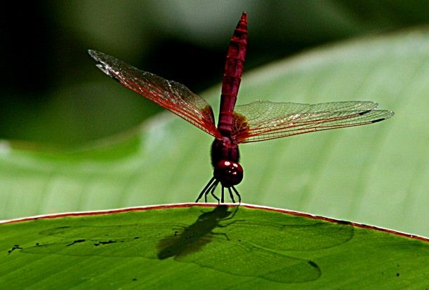 Dragonfly in Sabah, Malaysian Borneo | Smithsonian Photo Contest ...