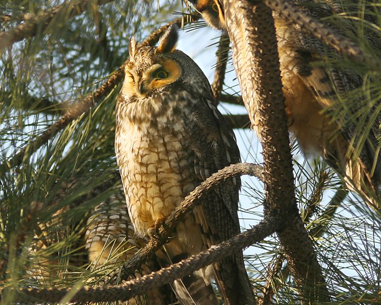 Long-eared Owl Roosting Tree. There are 4 in this image. | Smithsonian ...