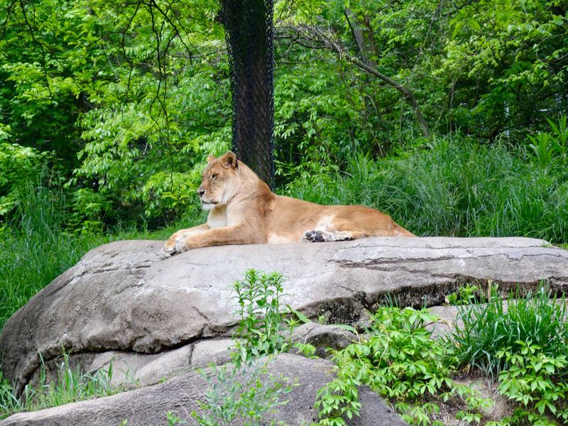 Lion at the Pittsburgh Zoo | Smithsonian Photo Contest | Smithsonian ...