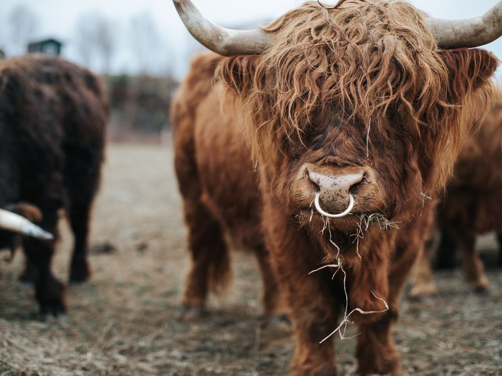 Samson the highland bull in Northern Labrador | Smithsonian Photo ...