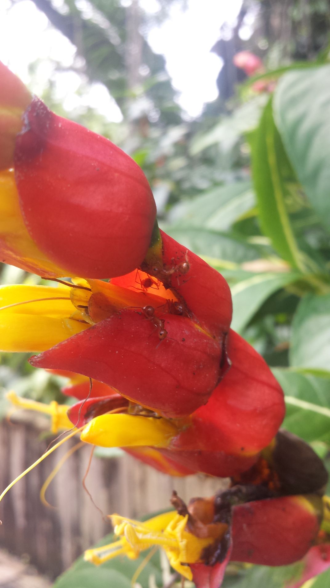 Red Ants In Flower | Smithsonian Photo Contest | Smithsonian Magazine