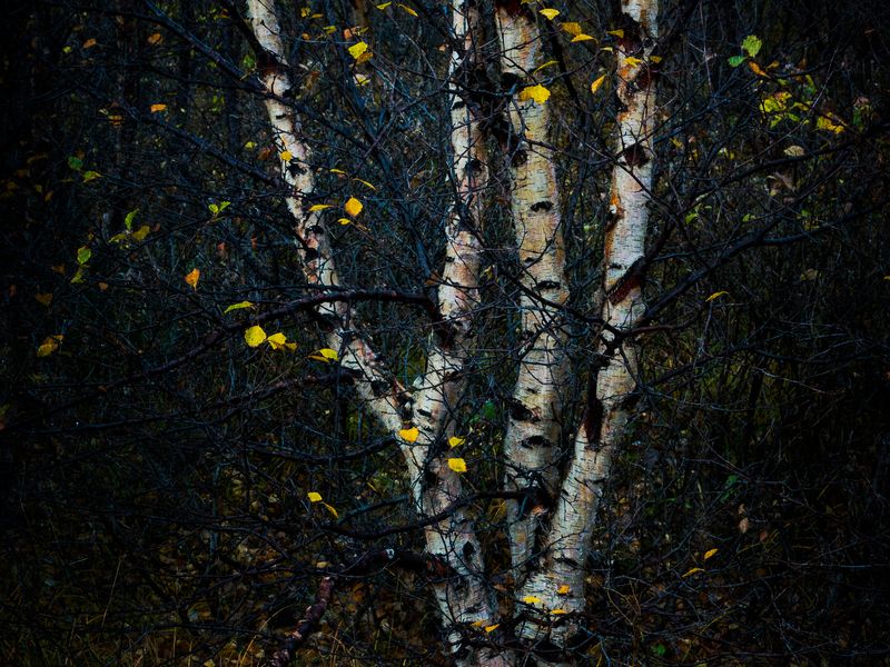 Tree in Iceland | Smithsonian Photo Contest | Smithsonian Magazine