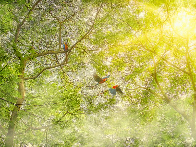 Parrot in Forest | Smithsonian Photo Contest | Smithsonian Magazine