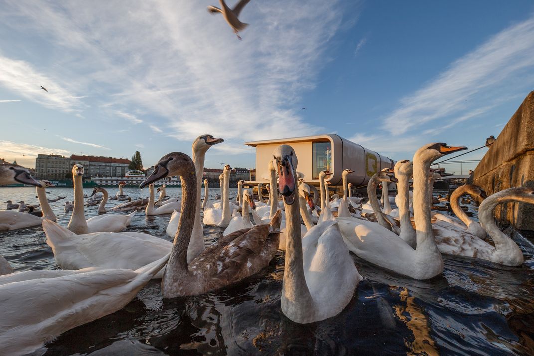 Swans! | Smithsonian Photo Contest | Smithsonian Magazine
