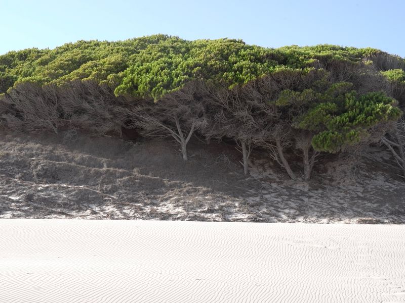 When desert meets forest. | Smithsonian Photo Contest | Smithsonian ...