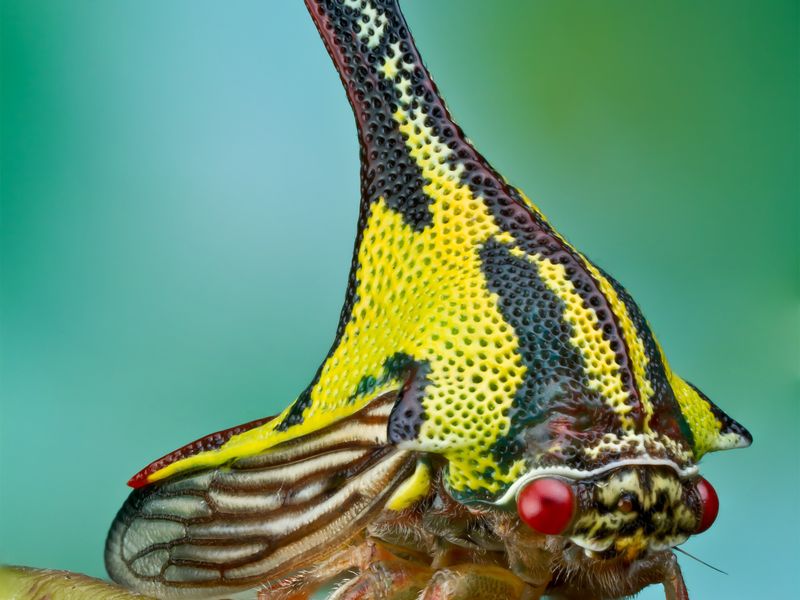 Thorn treehopper Umbonia crassicornis on an acacia tree | Smithsonian ...