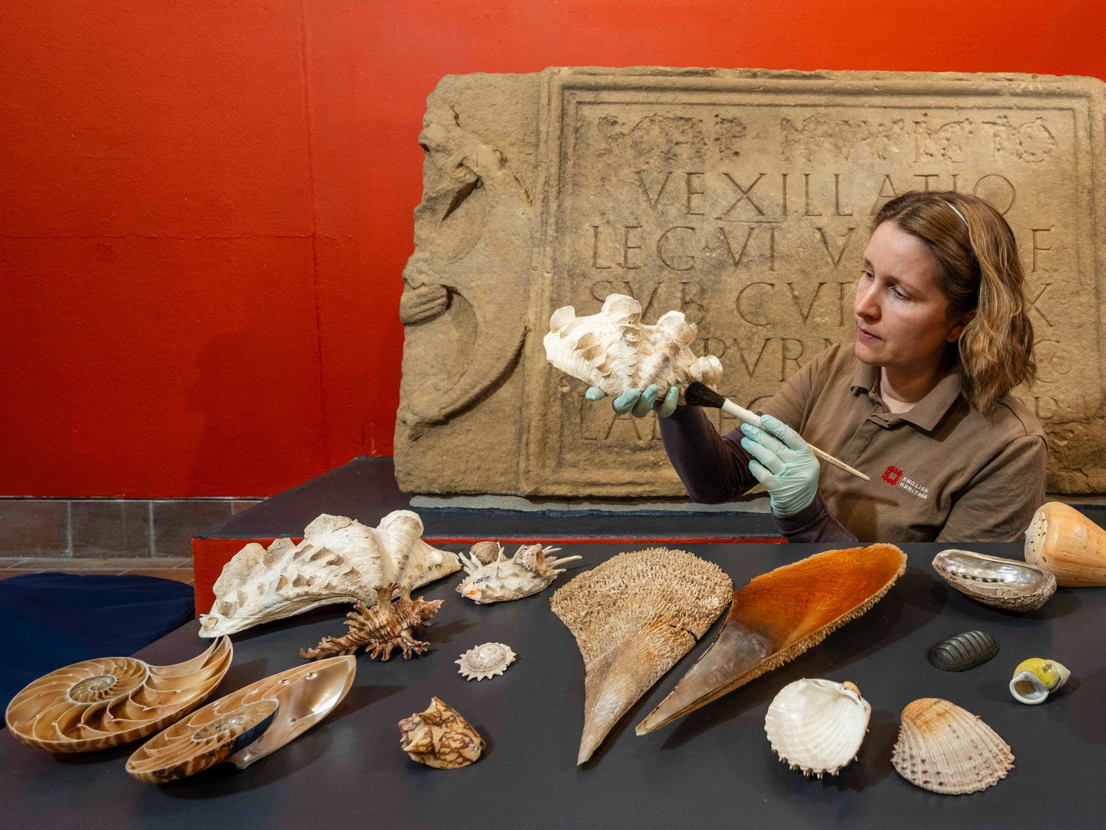 Shells From Captain Cook's Final Voyage Were Rescued From a Dumpster | Smithsonian