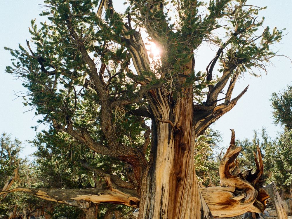 Very Old Trees 2 | Smithsonian Photo Contest | Smithsonian Magazine