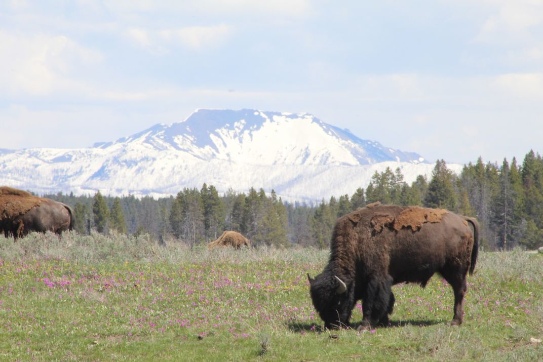 Yellowstone Bison with Teton Mountains Background | Smithsonian Photo ...