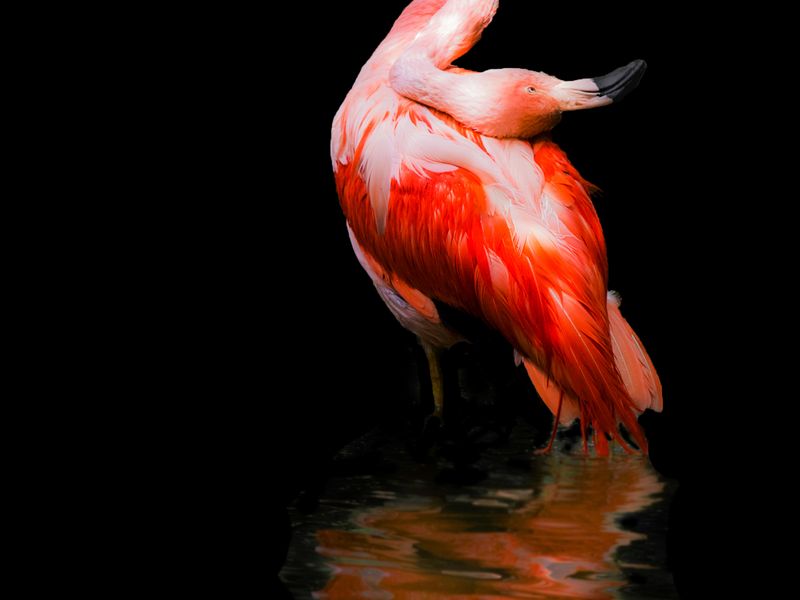 Flamingo stretching | Smithsonian Photo Contest | Smithsonian Magazine