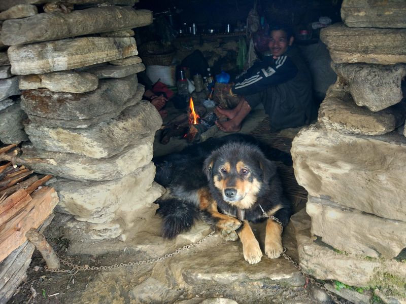 A shepherd and his dog in the Himalayas | Smithsonian Photo Contest ...