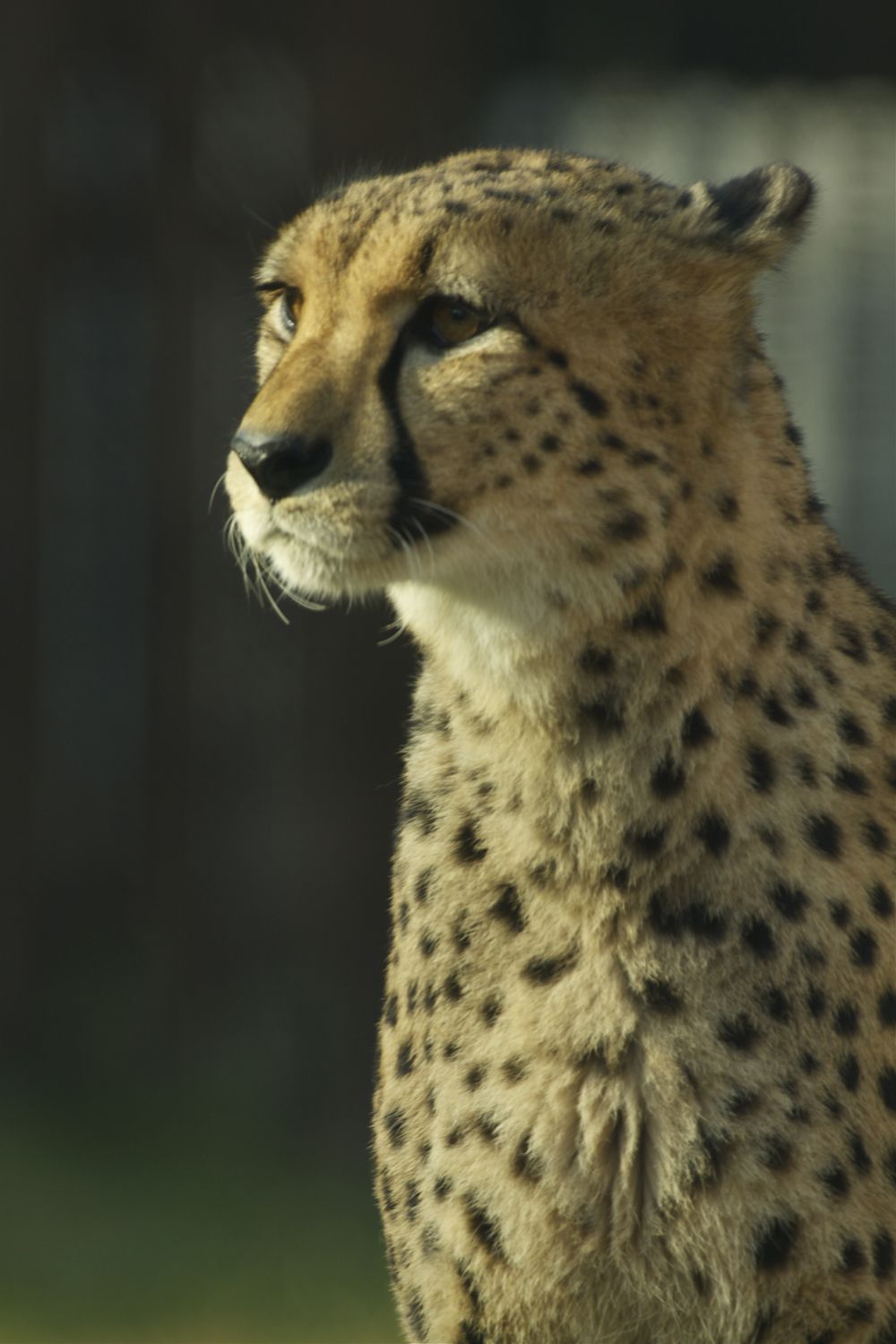 This cheetah does not take his eyes of his female and now, beautifully ...