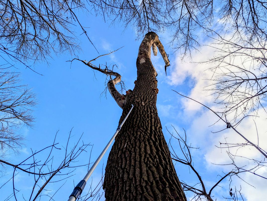 Trying to get the mushroom 17 feet high on a tree trunk | Smithsonian ...