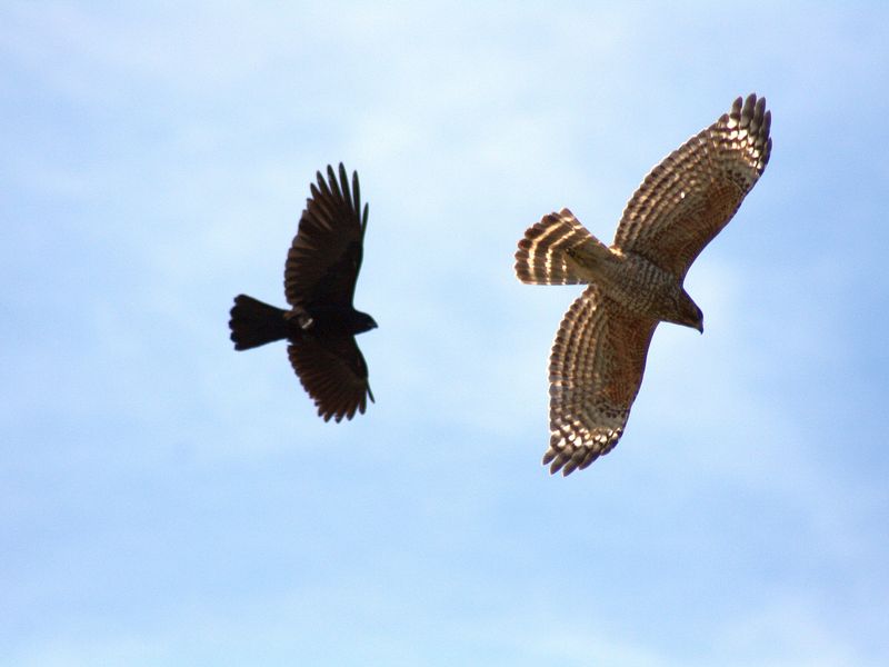 Crow chasing Red-shoulder hawk | Smithsonian Photo Contest ...
