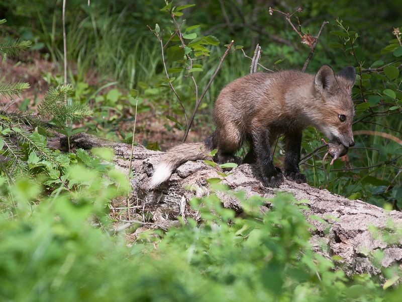 If you give a fox a mouse | Smithsonian Photo Contest | Smithsonian ...