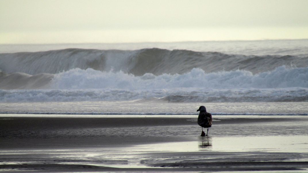 A lone seagull on the Oregon coast at sunset. | Smithsonian Photo ...