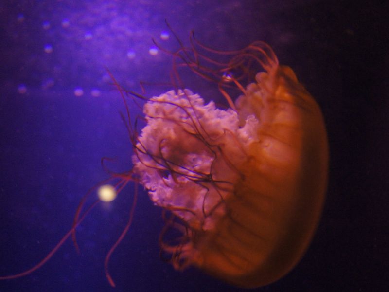 Swimming Jellyfish | Smithsonian Photo Contest | Smithsonian Magazine