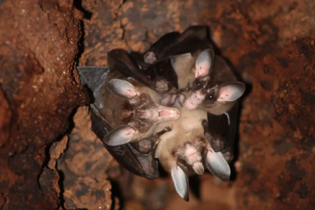 where do vampire bats sleep