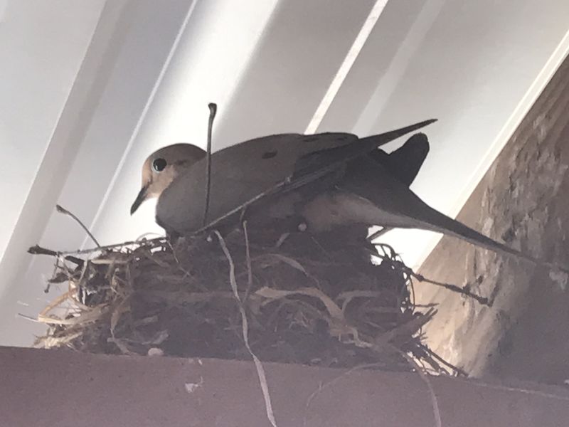 A beautiful female mourning dove. | Smithsonian Photo Contest ...