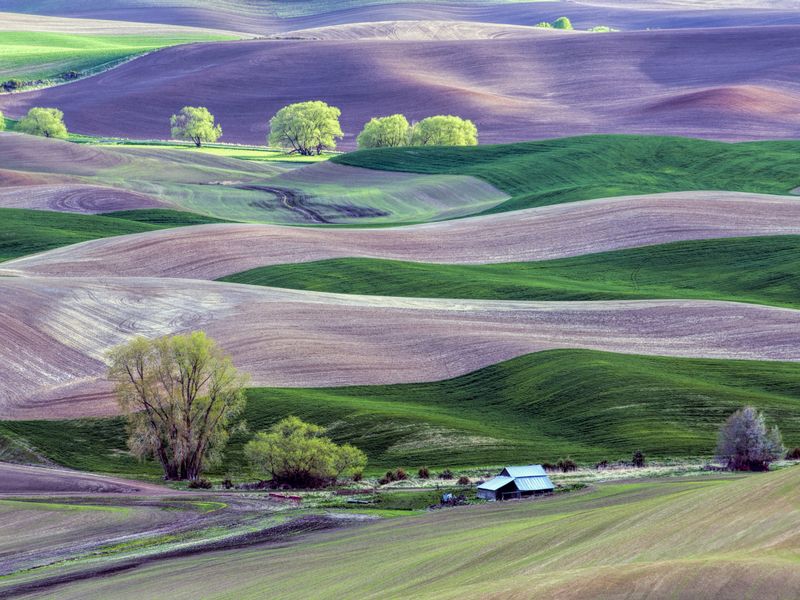 Springtime in the Palouse Hills | Smithsonian Photo Contest ...