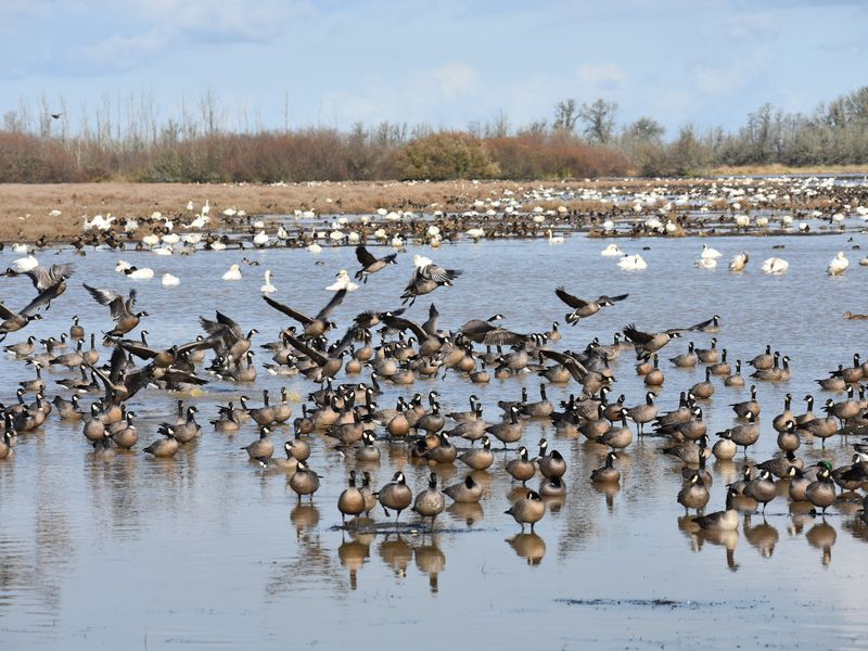 Early arrivals in the Pacific Northwest waterfowl migration ...