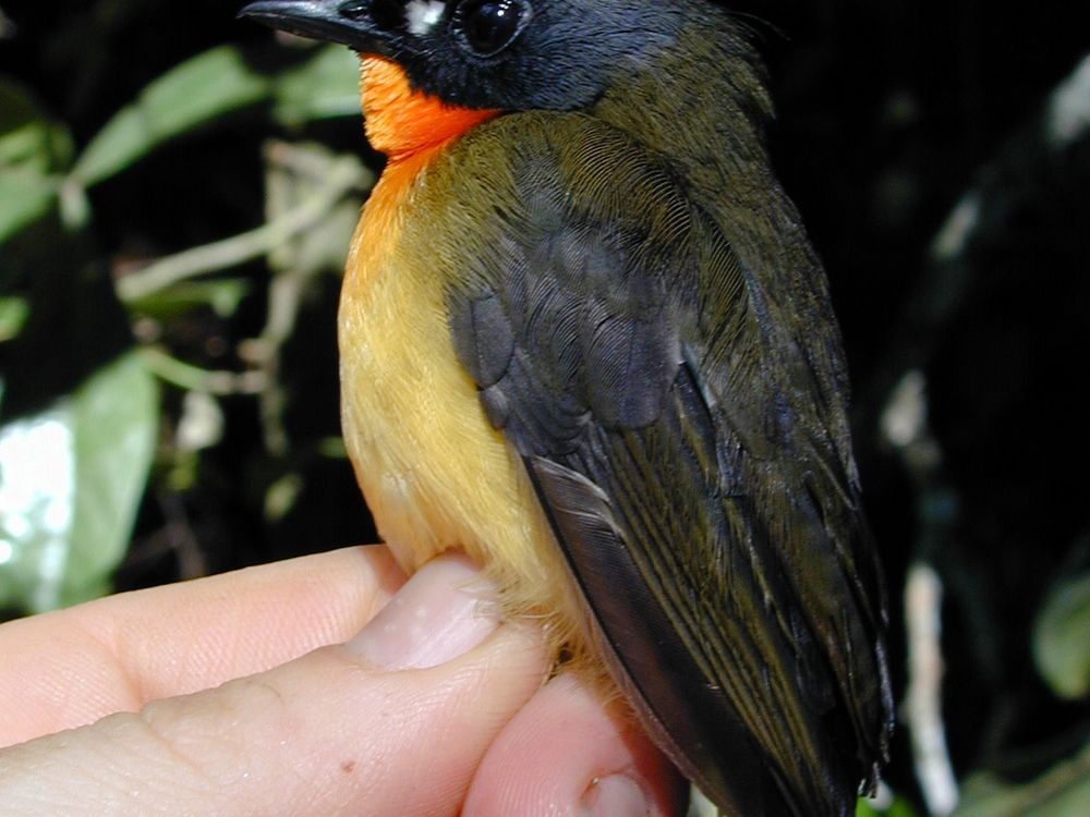 Scientists Find Another Species of Forest Robin