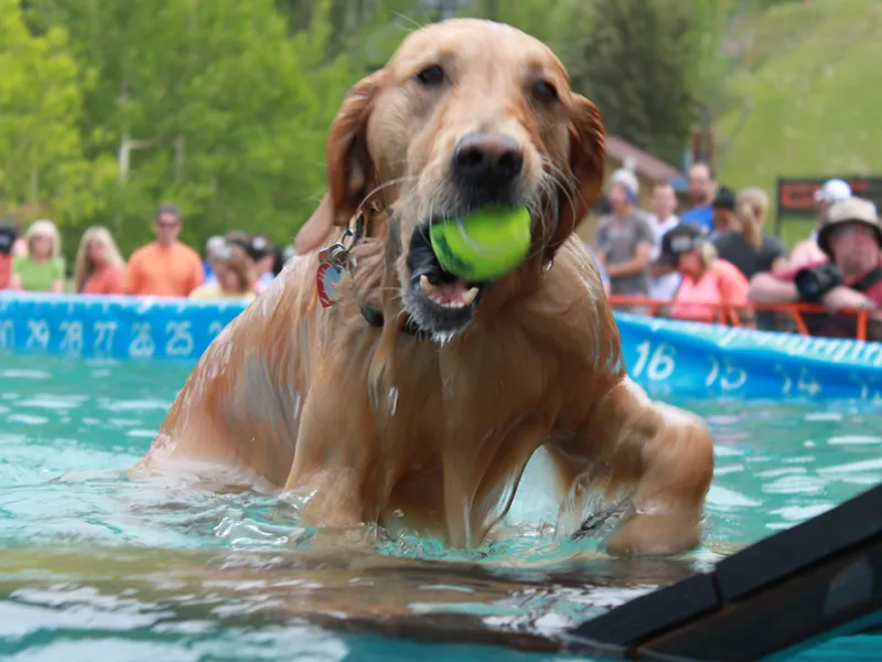 This Golden Retriever was happy to to swim AND catch the ball ...