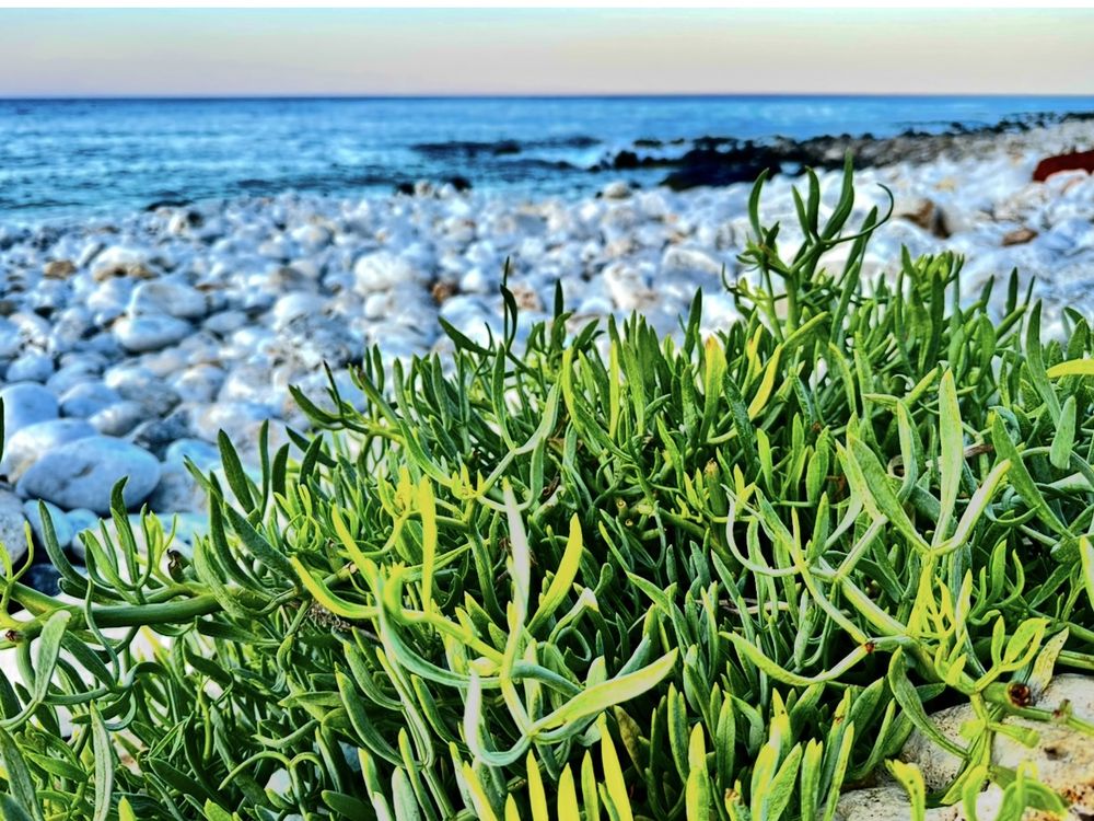 Sea fennel, Oitylo, Greece | Smithsonian Photo Contest | Smithsonian ...