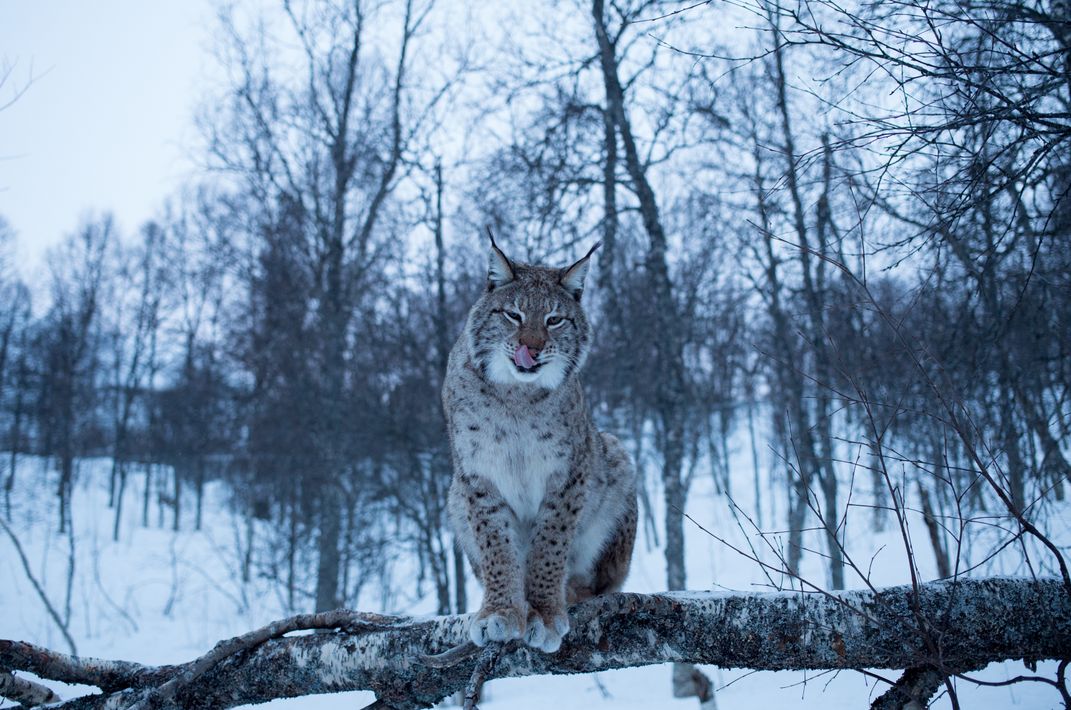 Lynx photographed after having had his dinner. | Smithsonian Photo ...