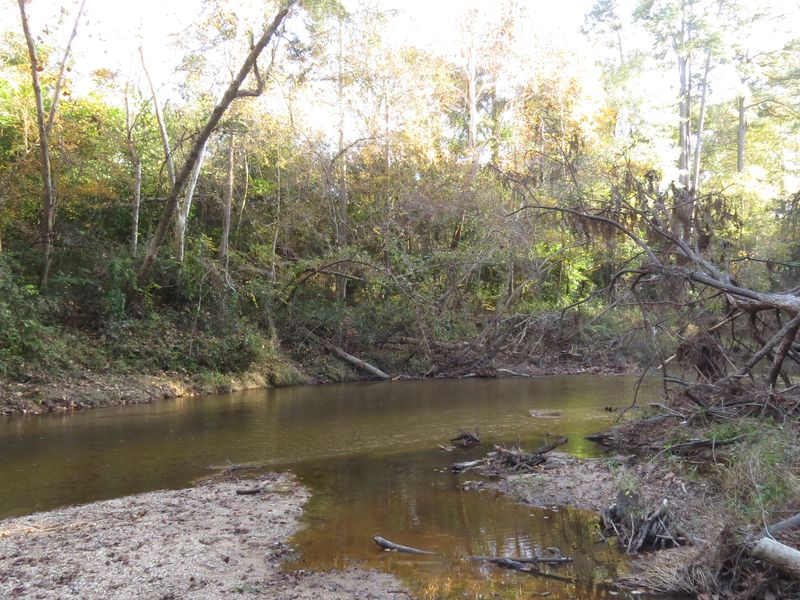 Fallen tree into river | Smithsonian Photo Contest | Smithsonian Magazine