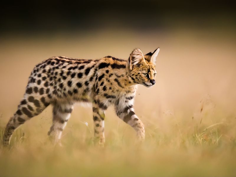 Serval cat | Smithsonian Photo Contest | Smithsonian Magazine