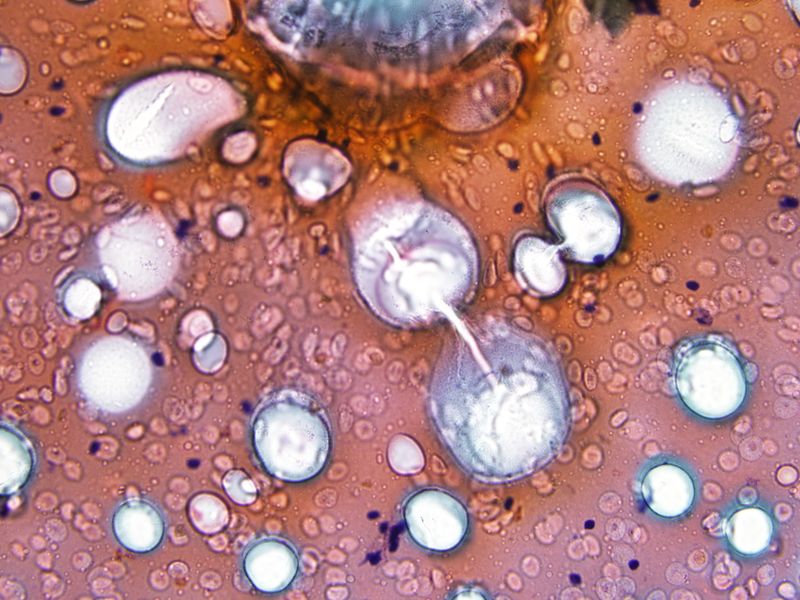 Cascading Colloid | Smithsonian Photo Contest | Smithsonian Magazine