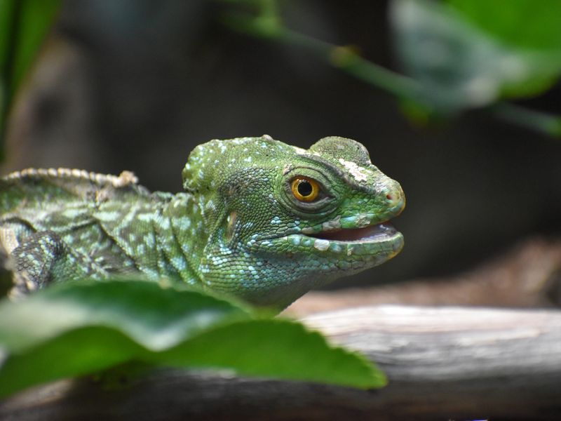 Basilisk Lizard | Smithsonian Photo Contest | Smithsonian Magazine