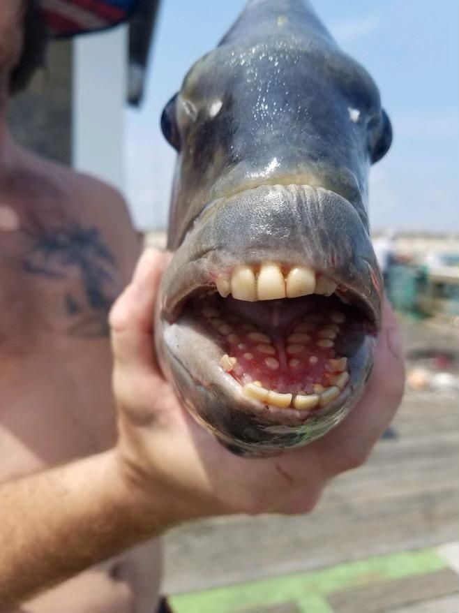 “Meet the Sheepshead Fish: The Ocean’s ‘Human-Toothed’ Wonder!” – New ...