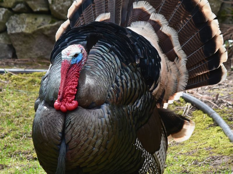 Wild Tom Turkey | Smithsonian Photo Contest | Smithsonian Magazine