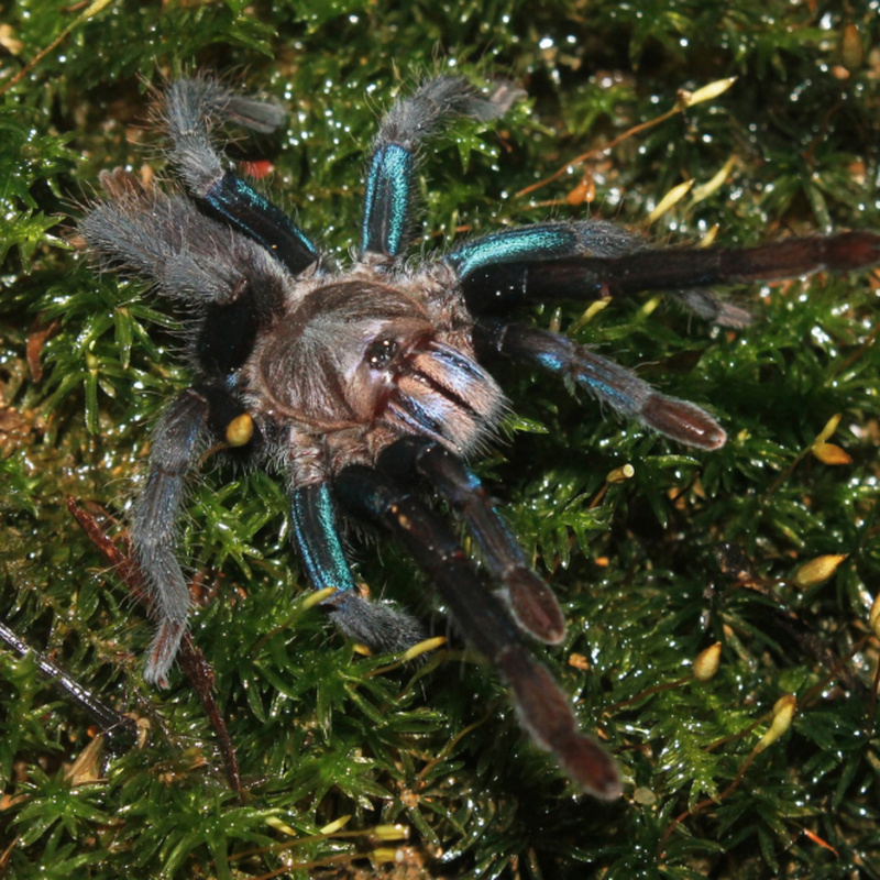 Terrestrial Tarantula