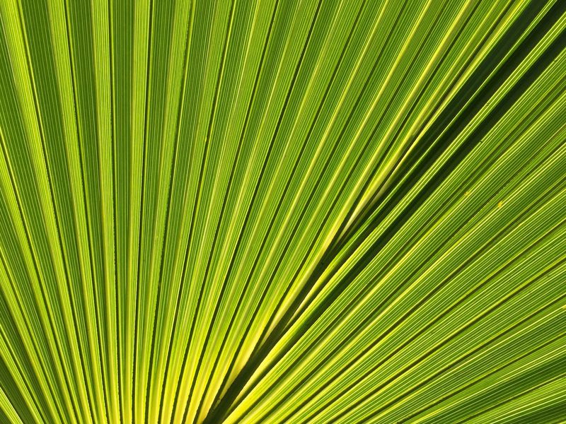 Fan Palm Leaf Pattern | Smithsonian Photo Contest | Smithsonian Magazine