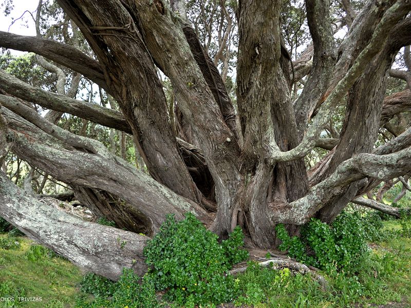 Pohutukawa tree has an important place in New Zealand culture for its ...