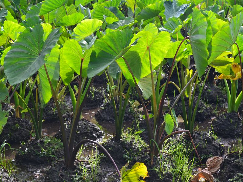 Kalo, or taro, is a staple in the traditional Hawaiian diet. Ancient ...