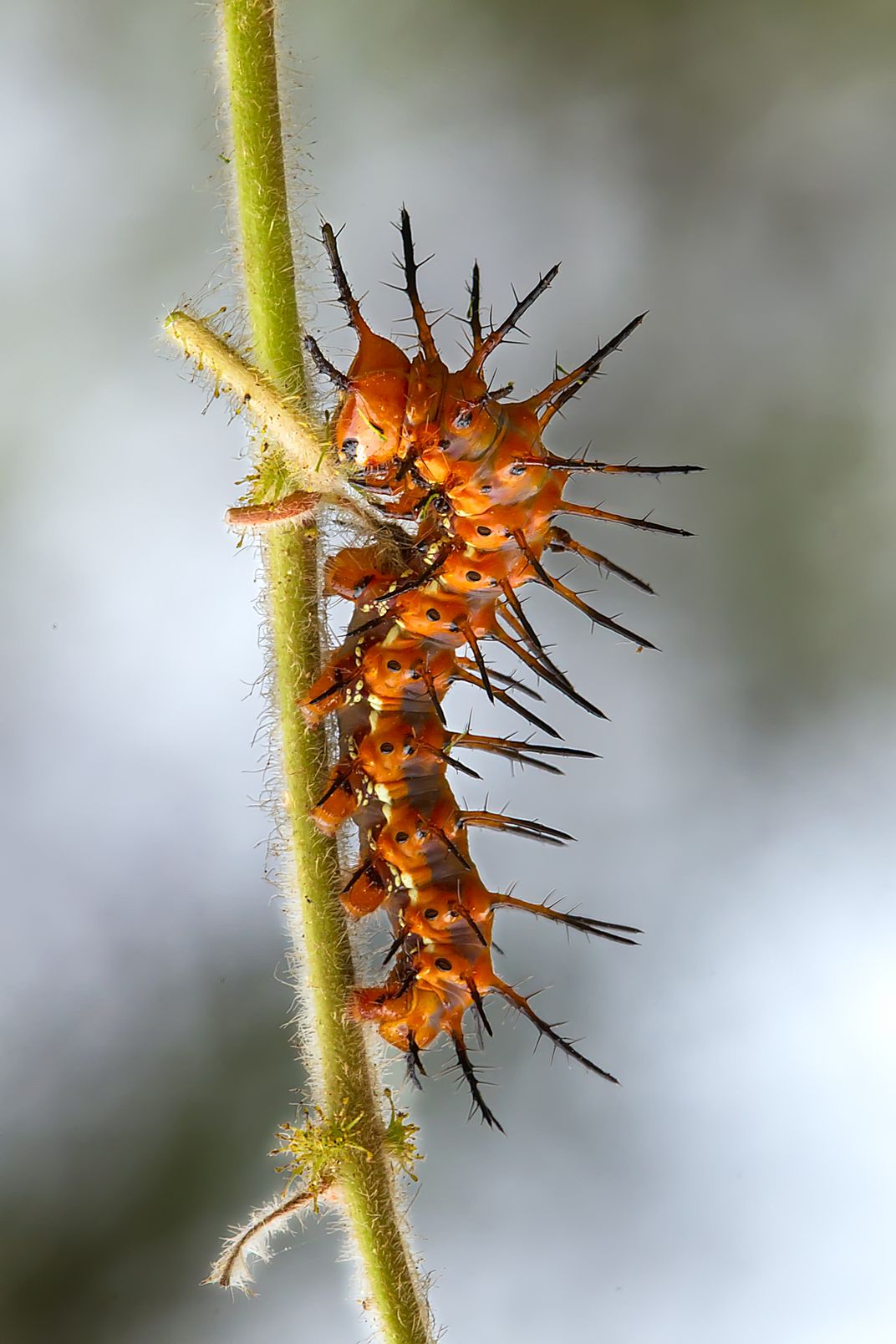 Oruga | Smithsonian Photo Contest | Smithsonian Magazine